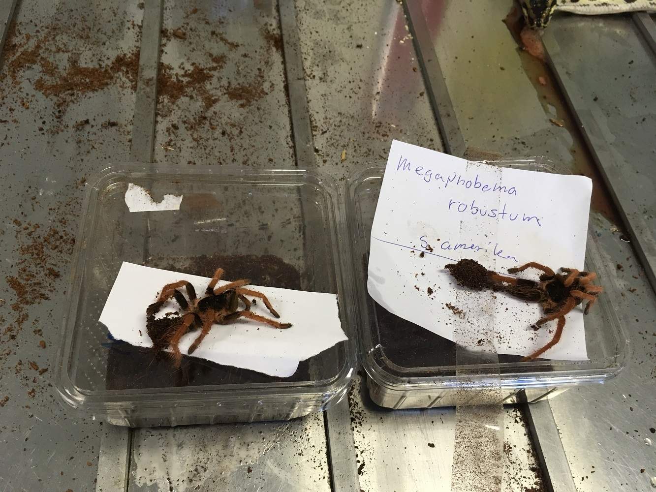 Parcel of live exotic snakes and spiders in shoe box at international ...