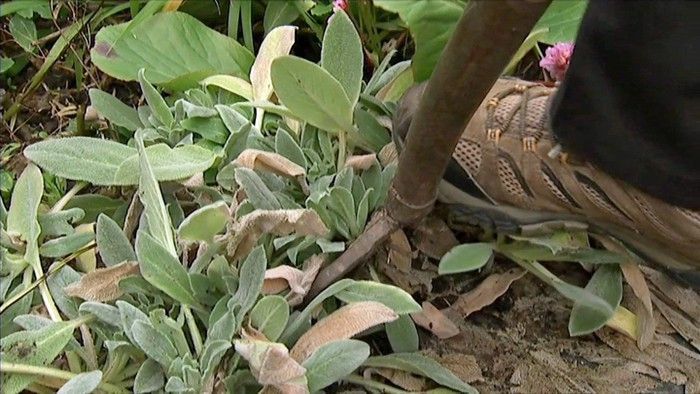 How To Grow Lamb's Ear (Stachys Byzantina) BBC Gardeners, 55% OFF
