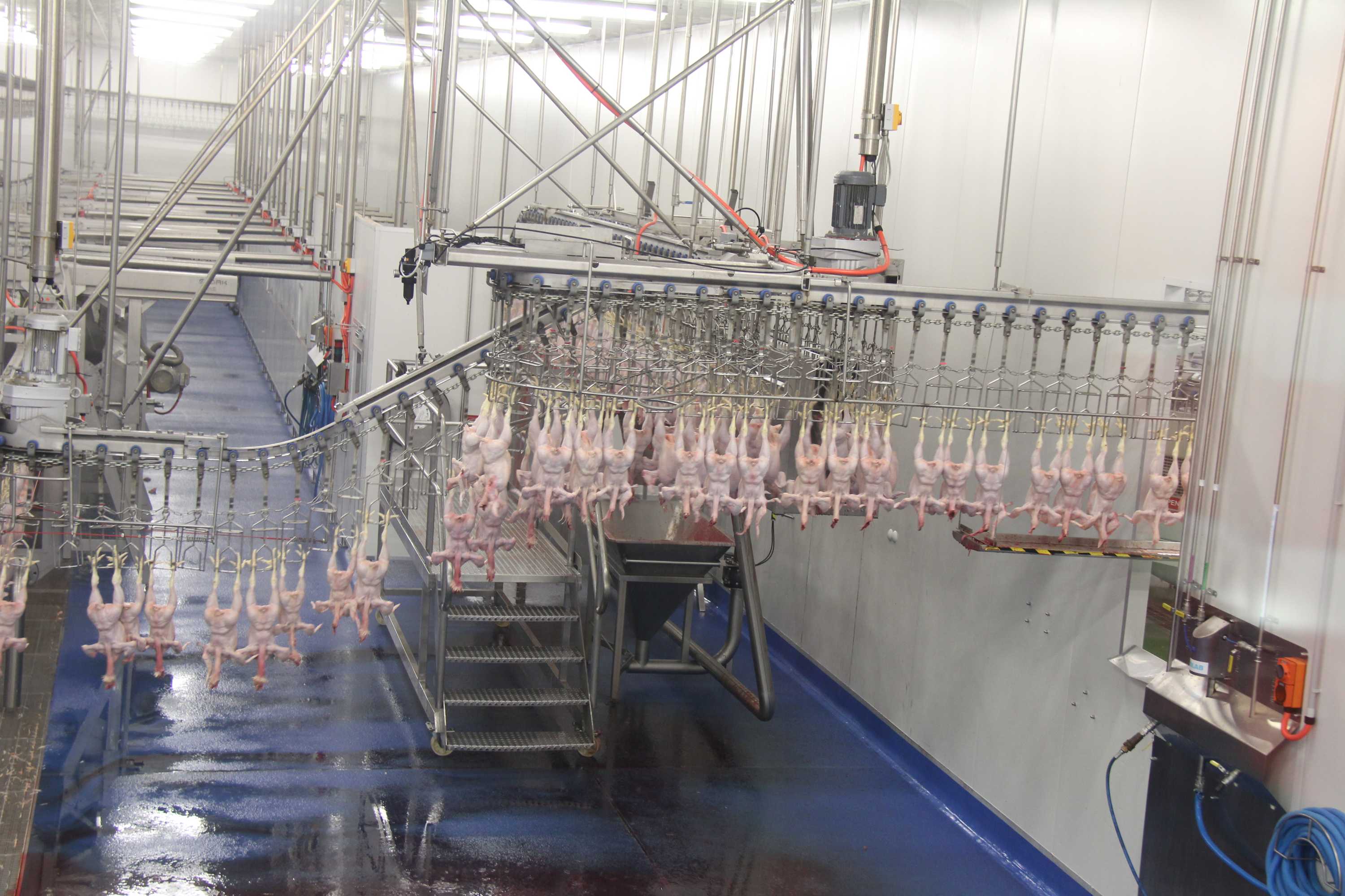 Papua New Guinea puts overnight ban on Australian poultry claiming ...
