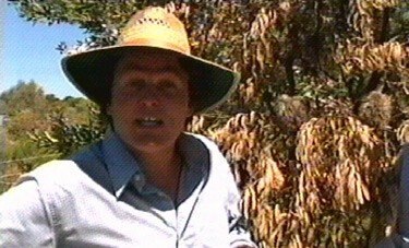 Dieback - Gardening Australia