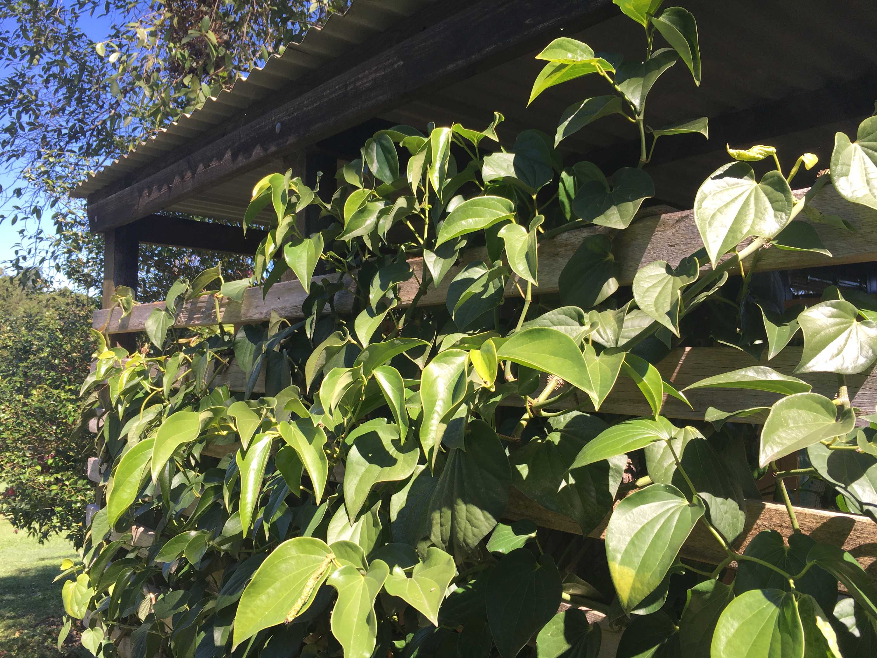 Witjuti Grub Bushfood Nursery raises awareness of flavoursome bushfoods ...