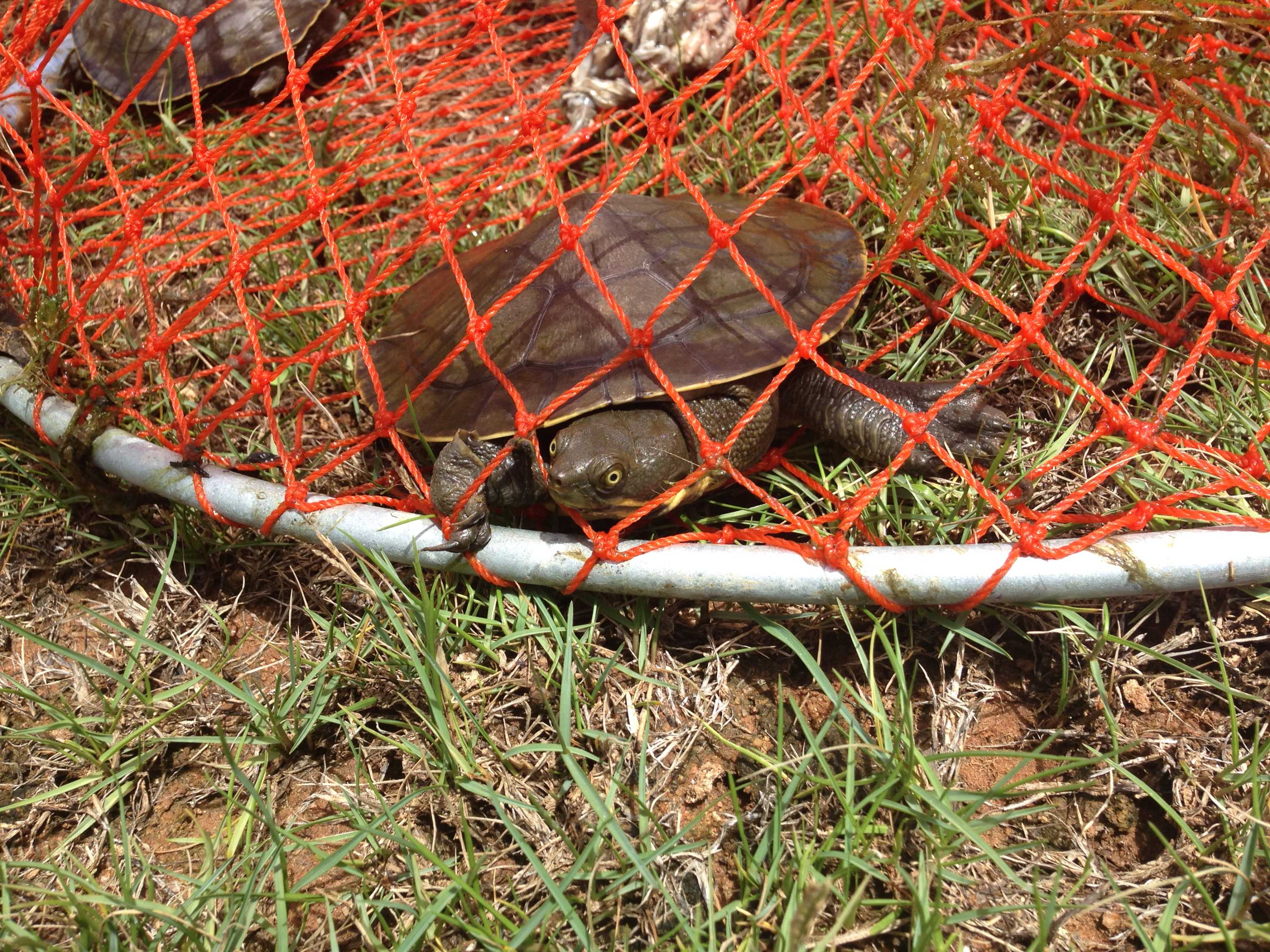 Feral turtles rounded up from Alice Springs Golf Course water hazards ...