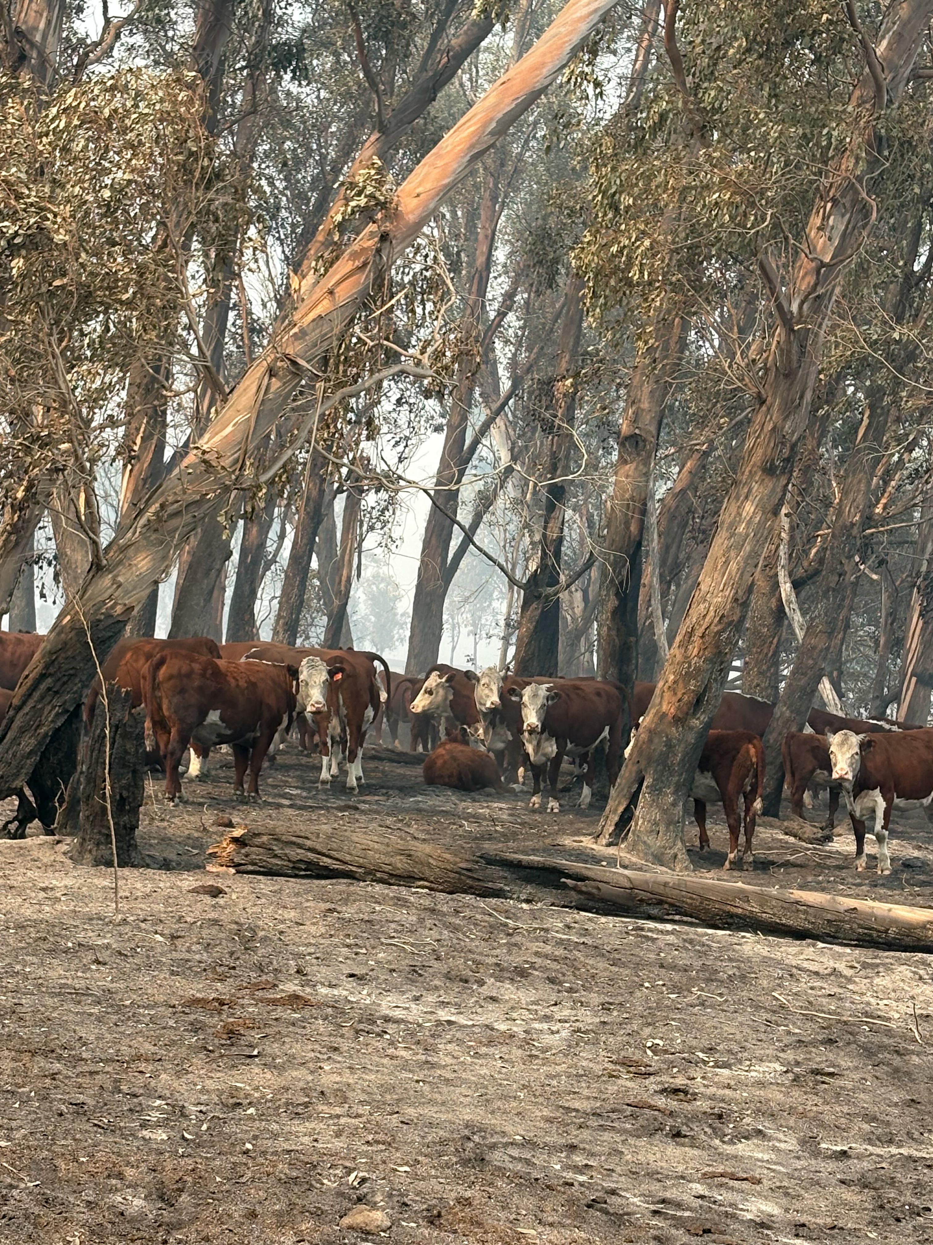 Former British home secretary Suella Braverman defects to Reform UK ...