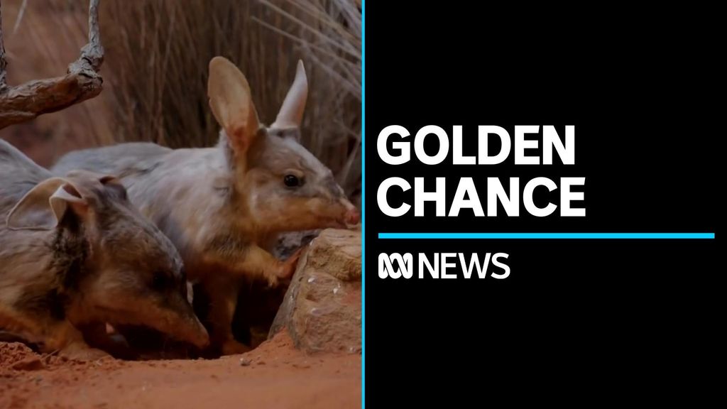 Golden bandicoots return to habitat for first time in 100 years - ABC News