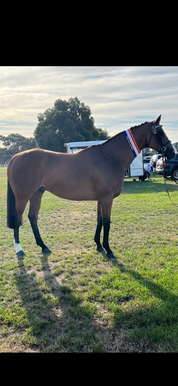 Champion thoroughbred Hartnell now retrained and on show at Wayville ...