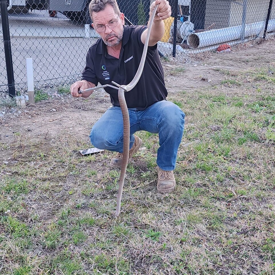 Sydney snake catchers inundated with calls as safe release sites get ...