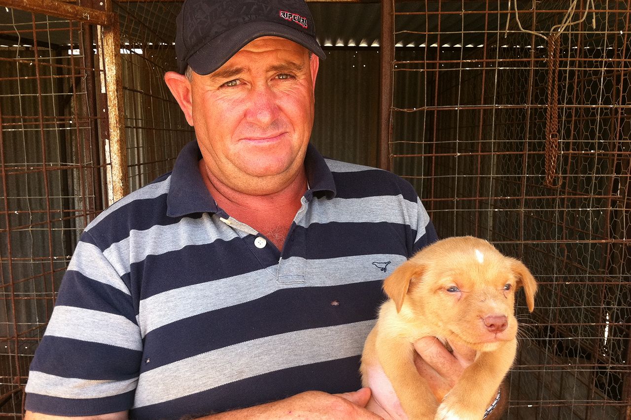 Snakes kill valuable working dogs - ABC News