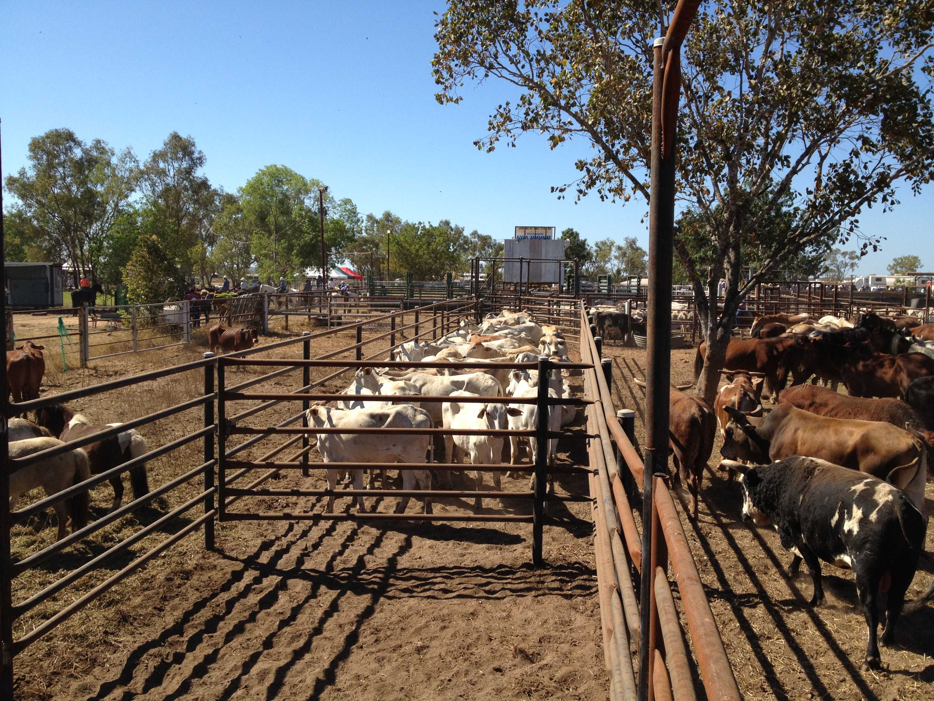 Northern cattle operations 'economically unsustainable' - ABC News