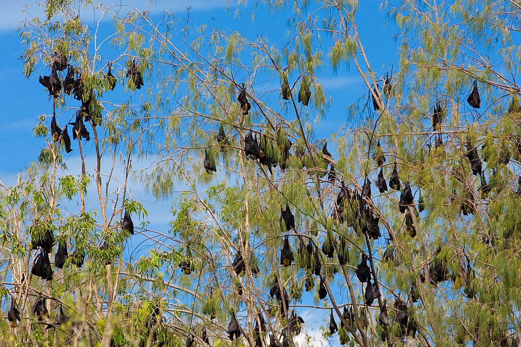Flying foxes crashing - ABC listen
