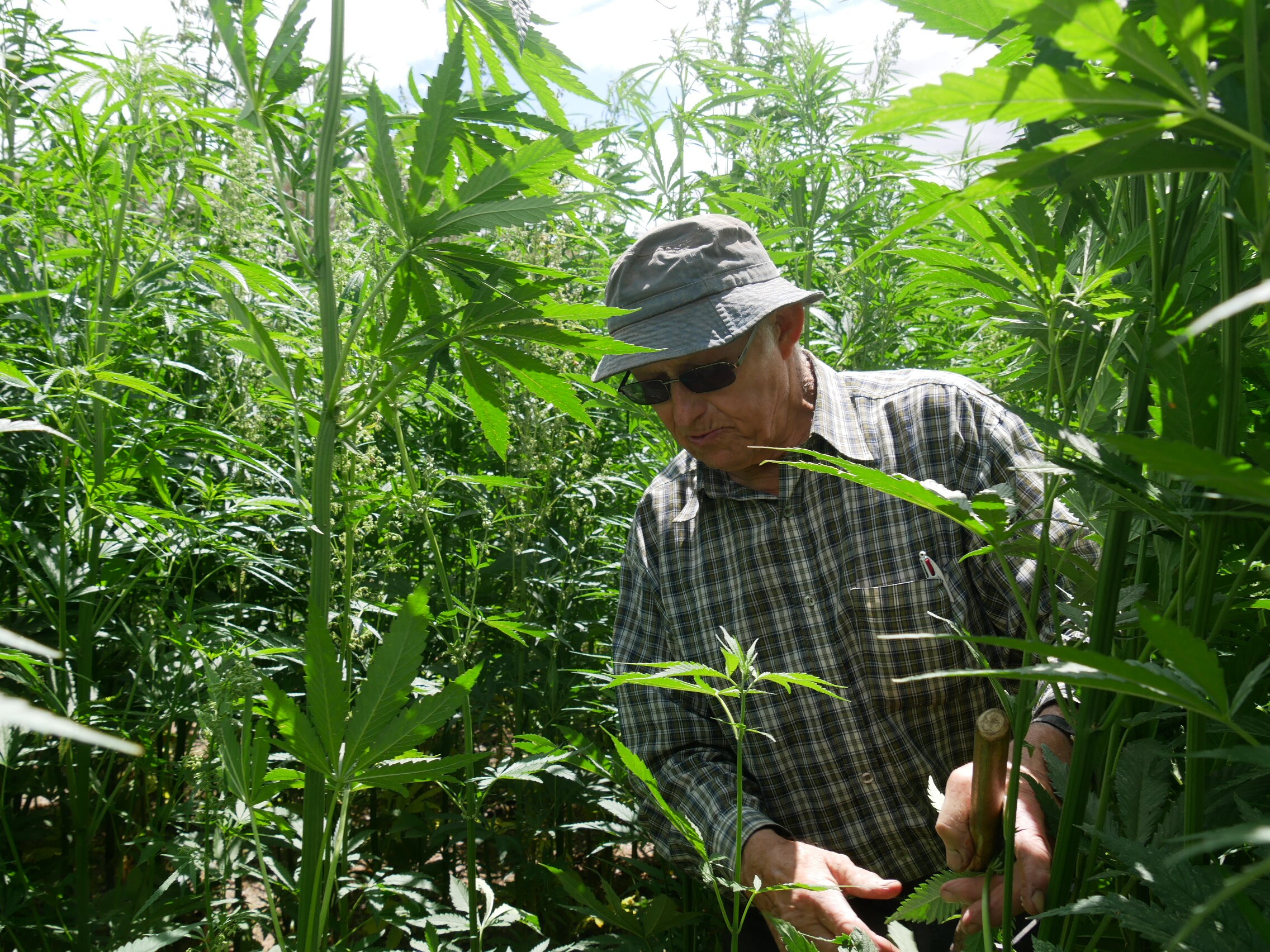 Industrial hemp crop trial gives new hope for Australian industry - ABC ...