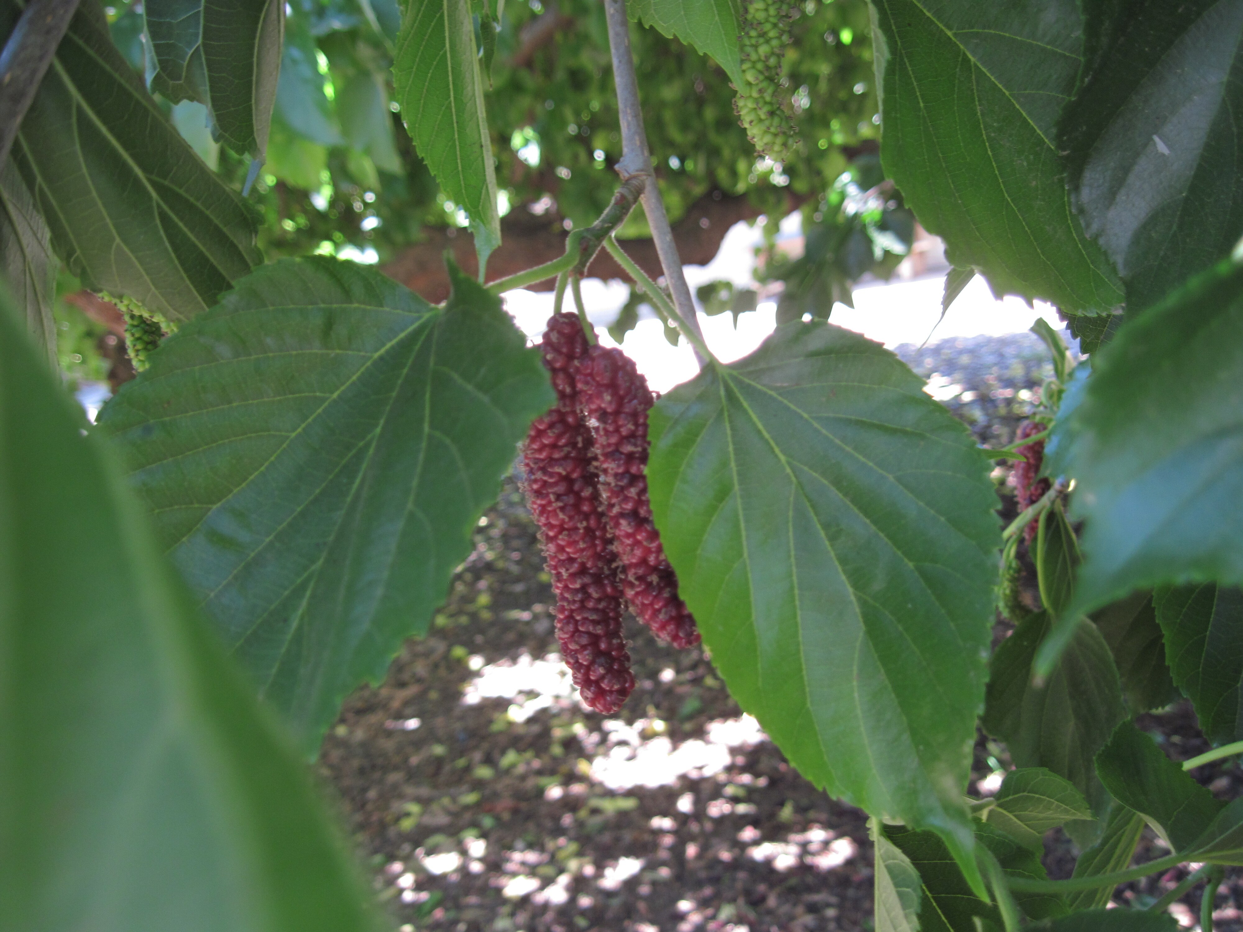 Roots and Shoots with Amber Cunningham and Sabrina Hahn - ABC listen