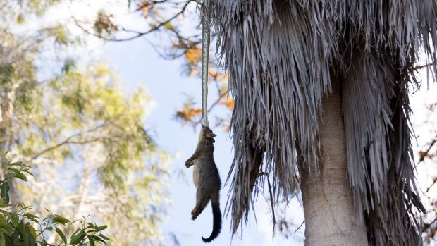 'You don't see that every day': Brisbane family get a shock as huge ...