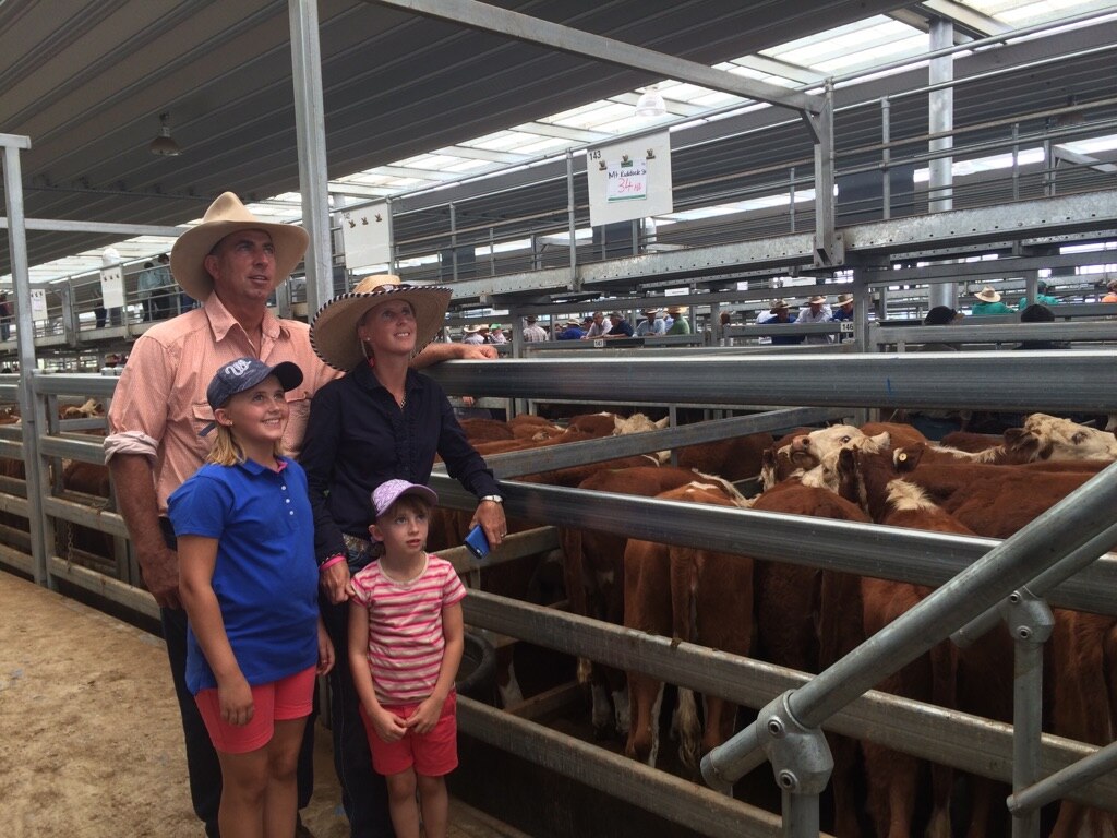 Remote weighing and drafting system on NT beef property pays off - ABC News