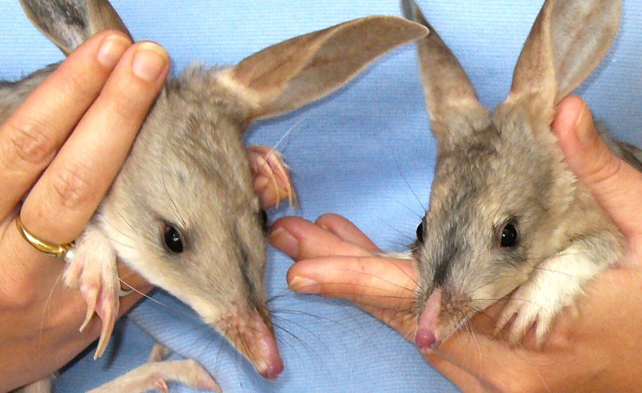 Bilby population rises in south-west Qld - ABC News