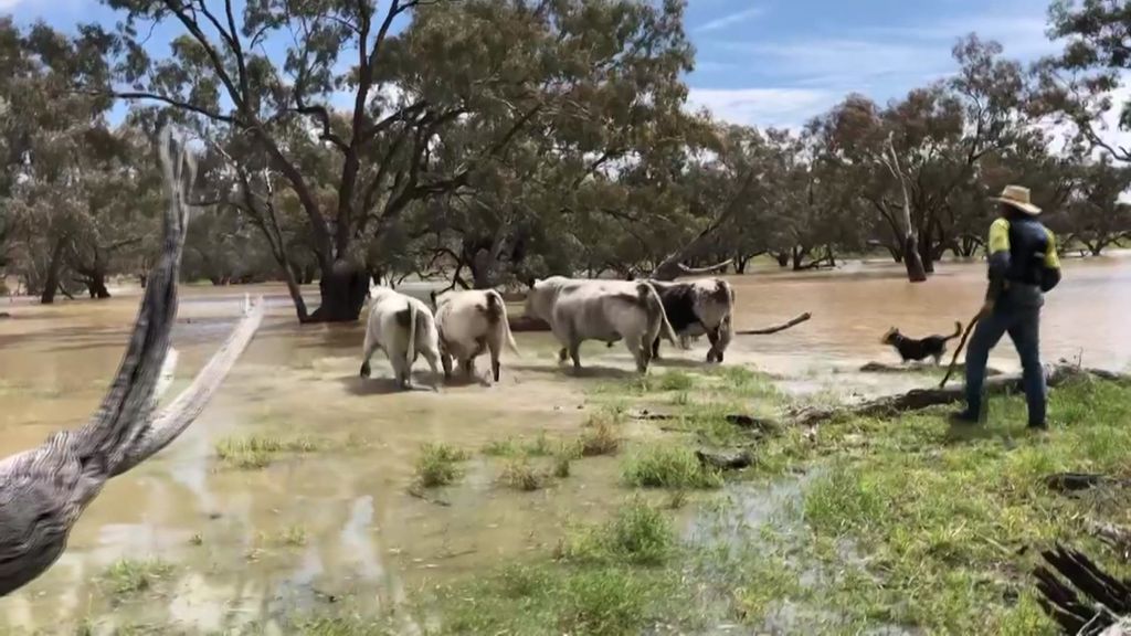 Brewarrina Farmer Dave Motley prepares for heavy rain and more flooding ...
