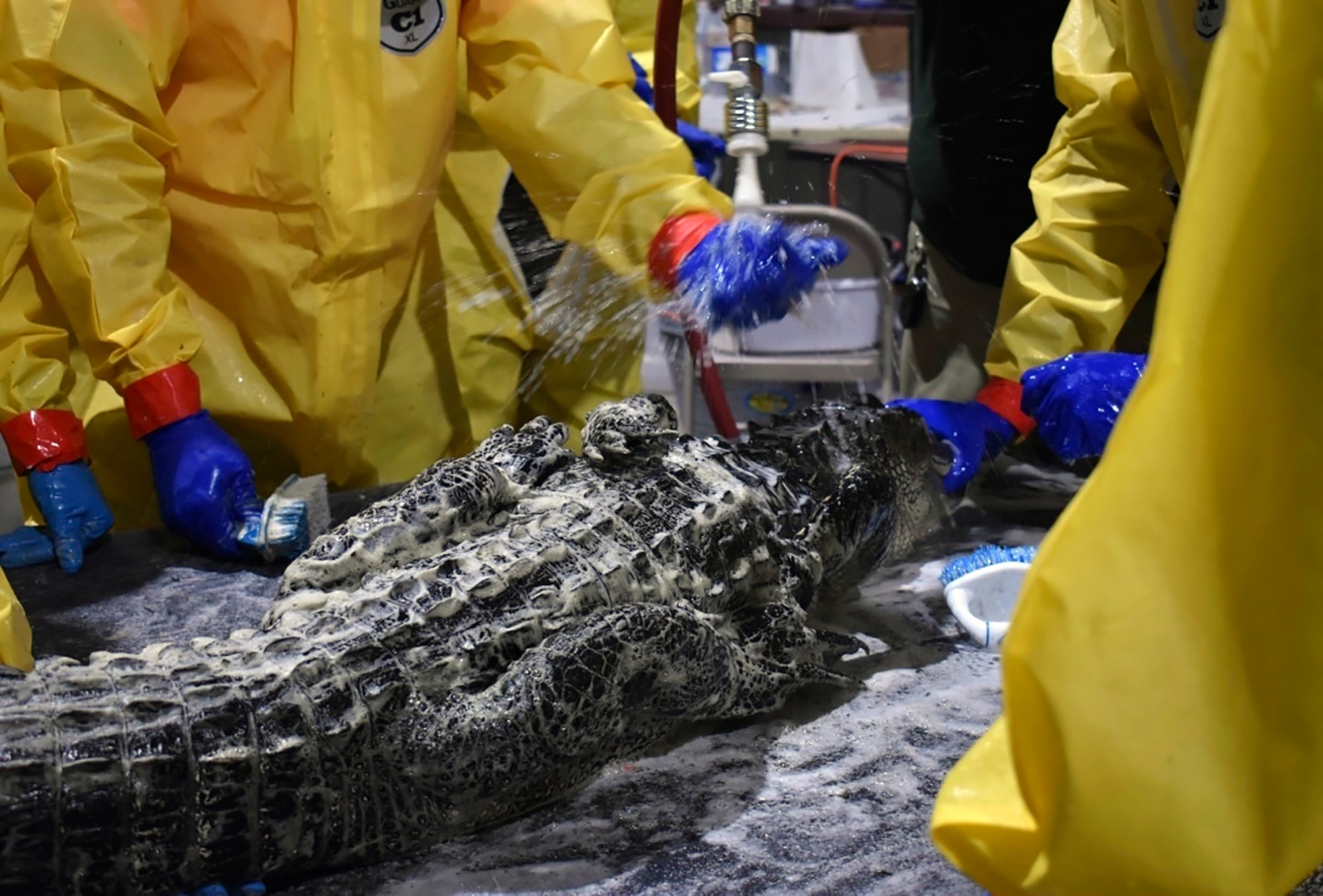 Alligators covered in diesel after New Orleans spill get scrubbed ...