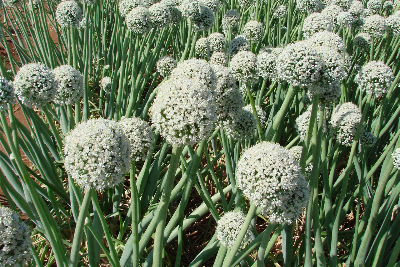 Winds wipe out lettuce crop - ABC News