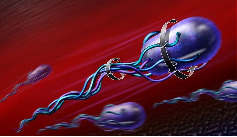 How bacteria swim: the bacterial flagellar motor - ABC listen