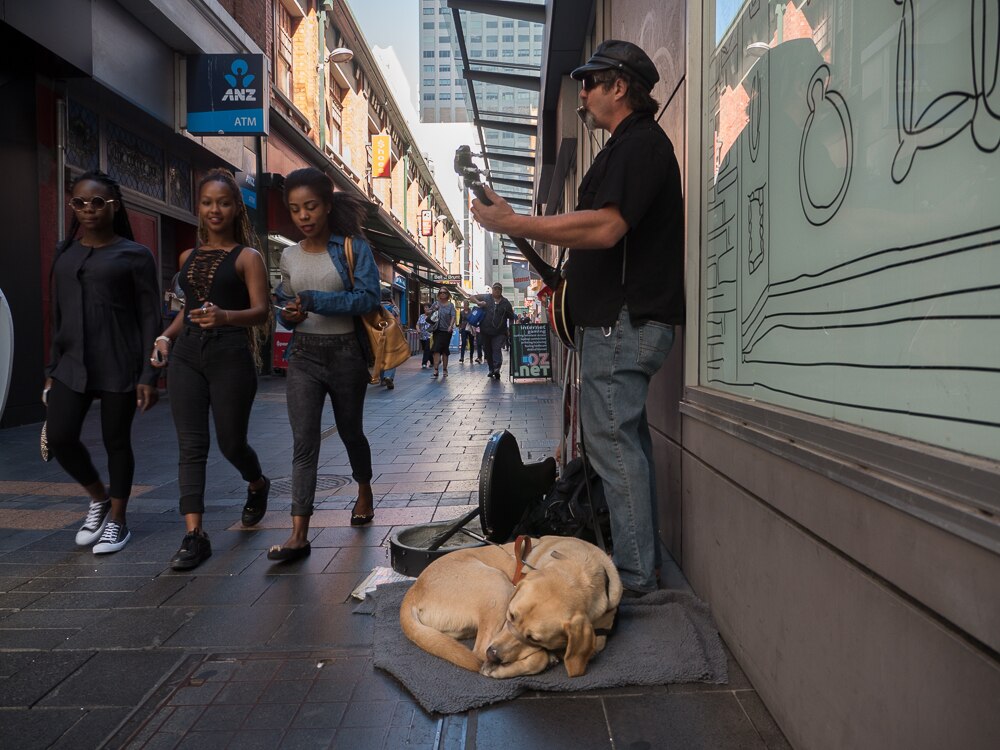 Guide dog handlers say more people and pet dogs distracting their ...