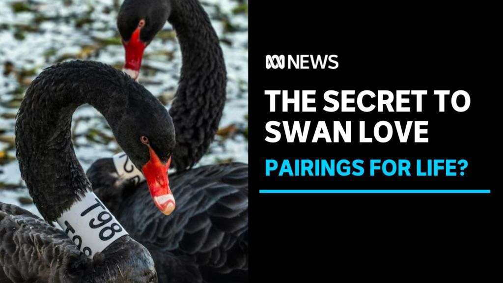 Study finds swans take month-long breaks from partners - ABC News