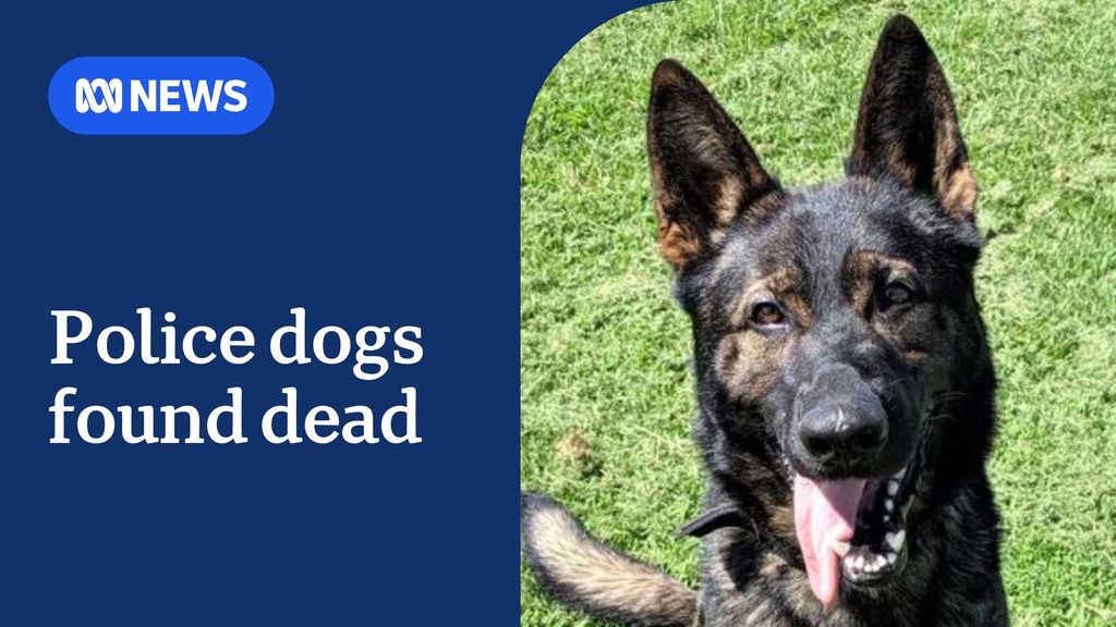 Two police dogs found dead inside vehicle in Sydney's south - ABC News
