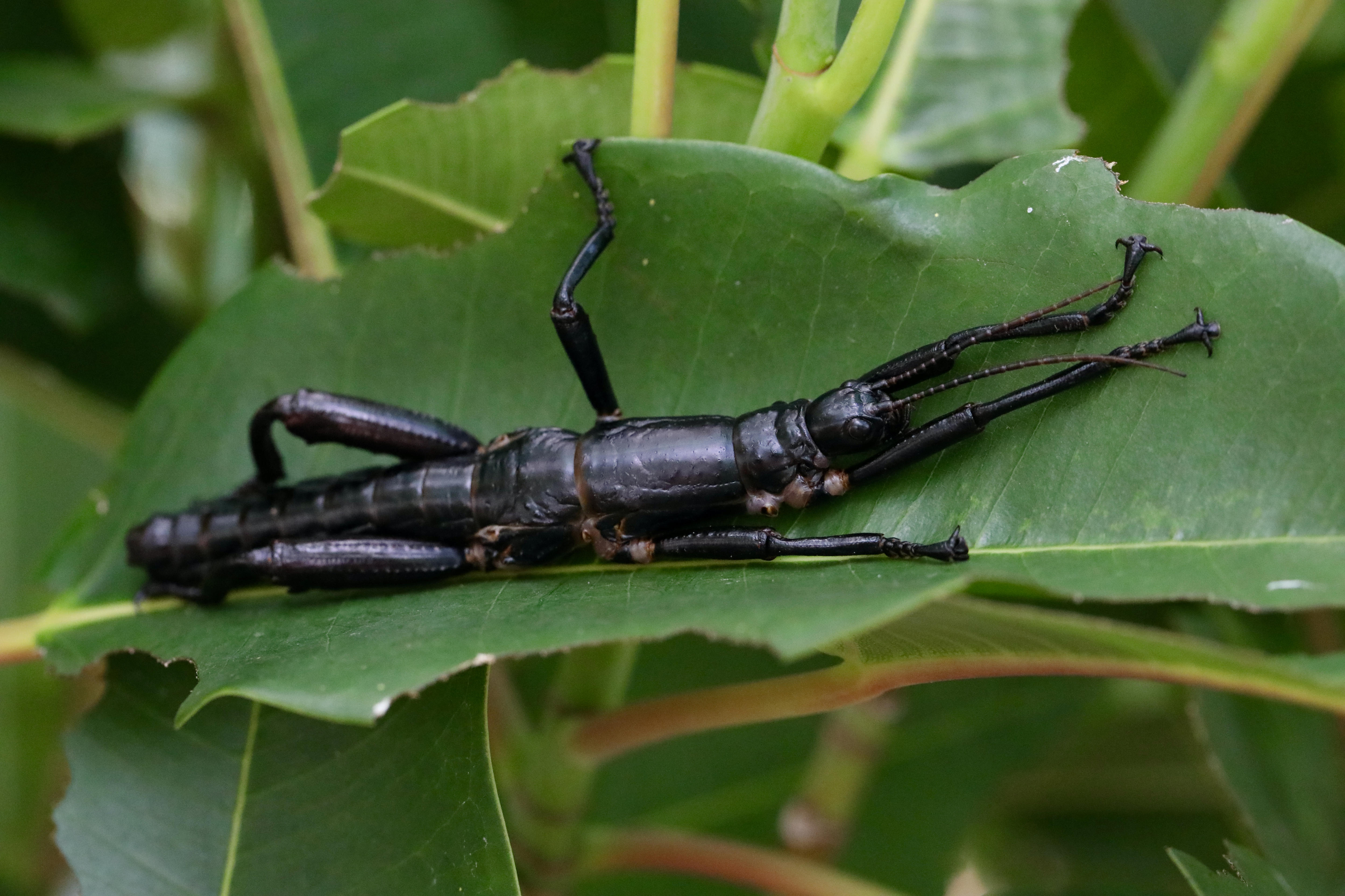 ABC Australian Insect of the Year 2024 - CAMD