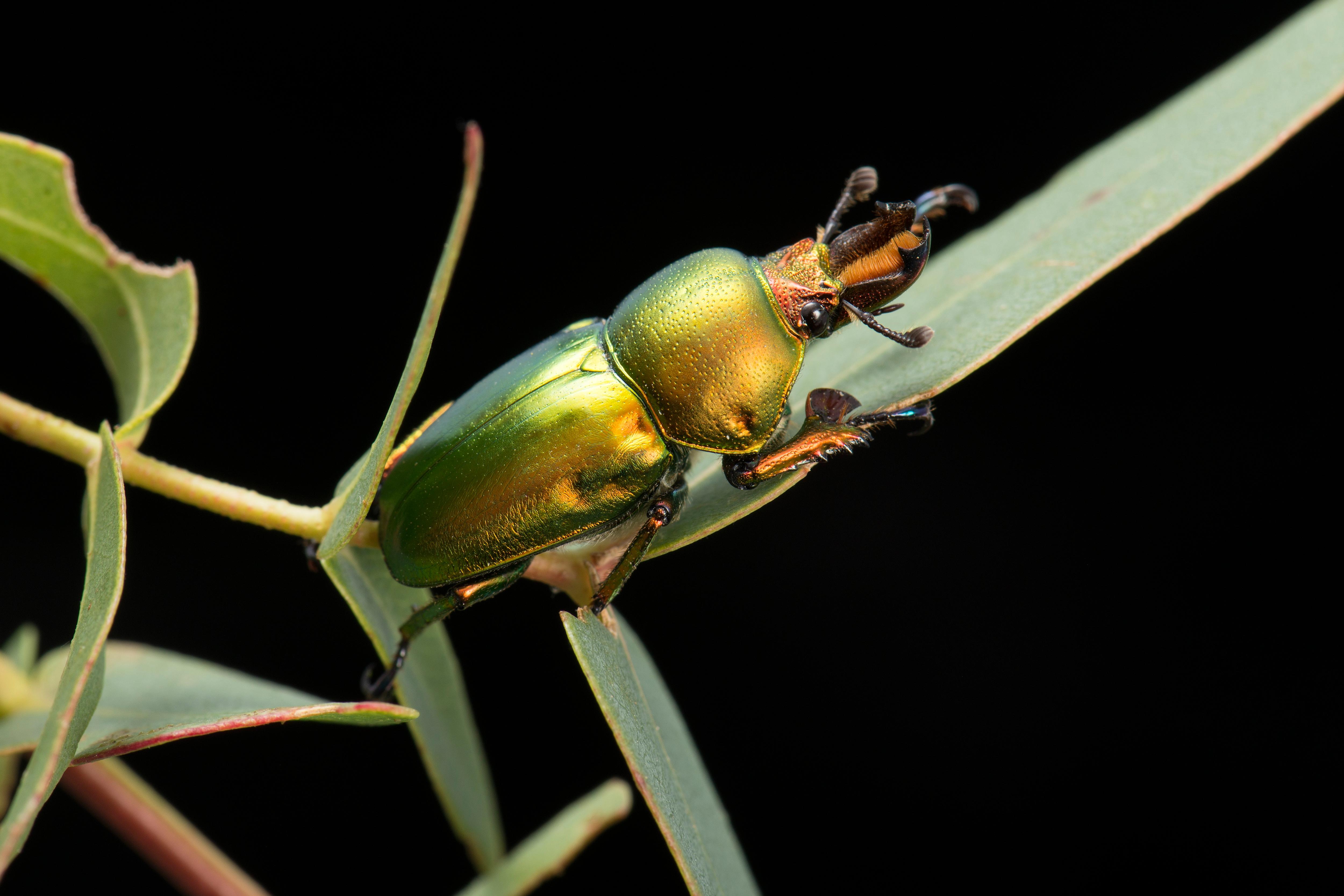 ABC Australian Insect of the Year 2024 - CAMD