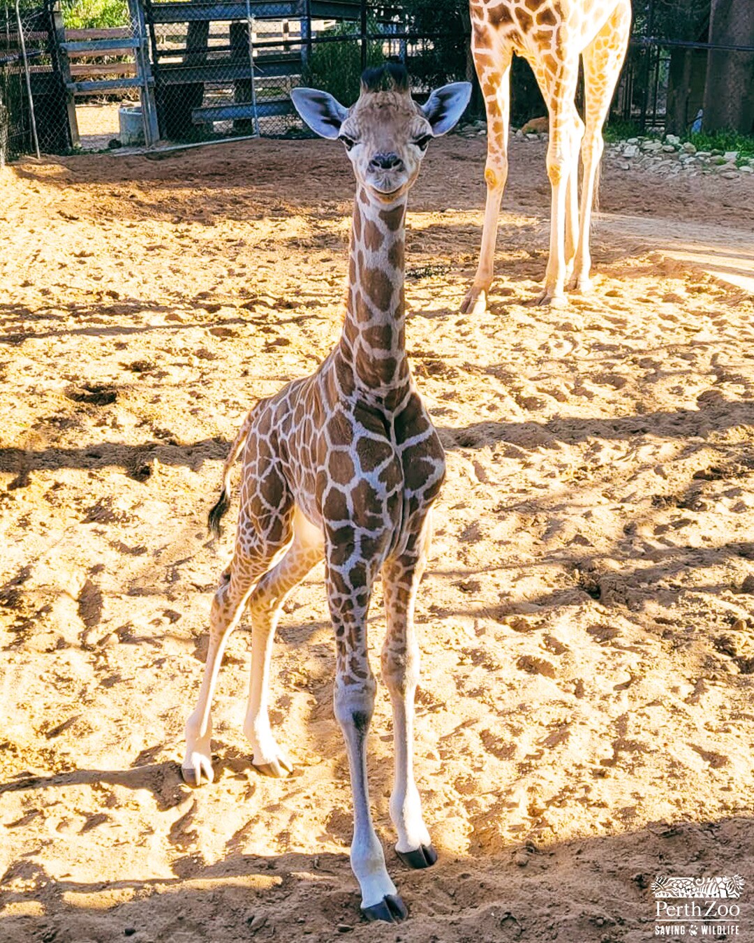 The latest attraction at Perth Zoo is tall, gangly, very cute and needs ...