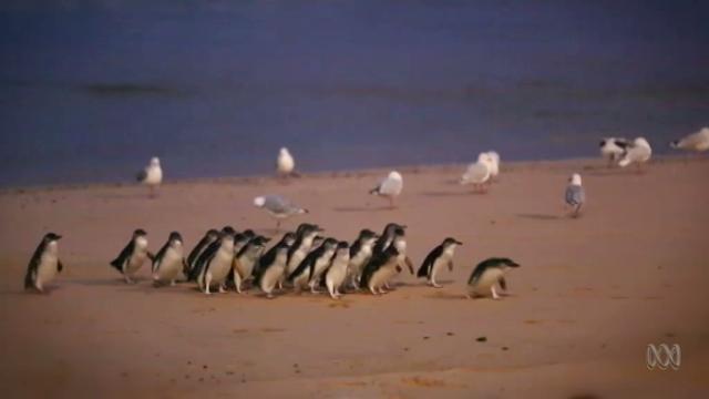 BTN: Penguin researchers - ABC Education