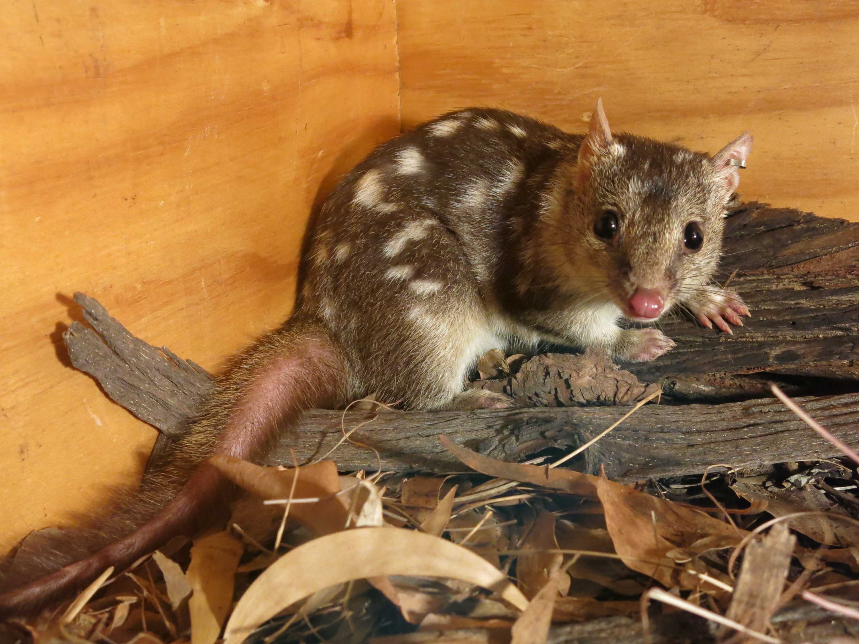 The search for a mate always ends in death for male northern quolls ...