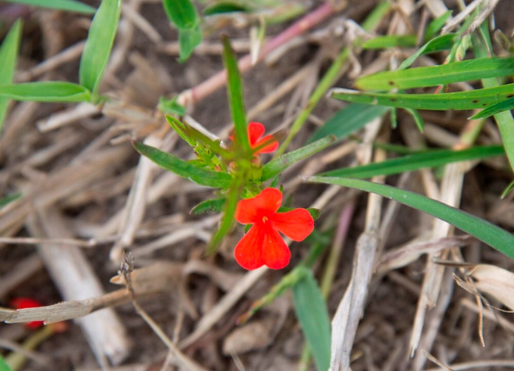 Red witchweed discovered on new cane farm in Mackay region Queensland ...
