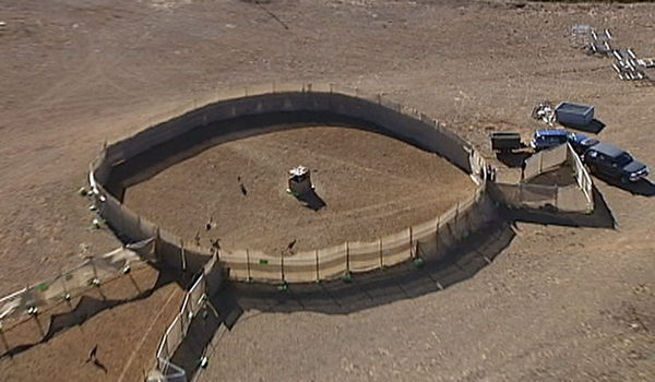 Roo cull complete - ABC News