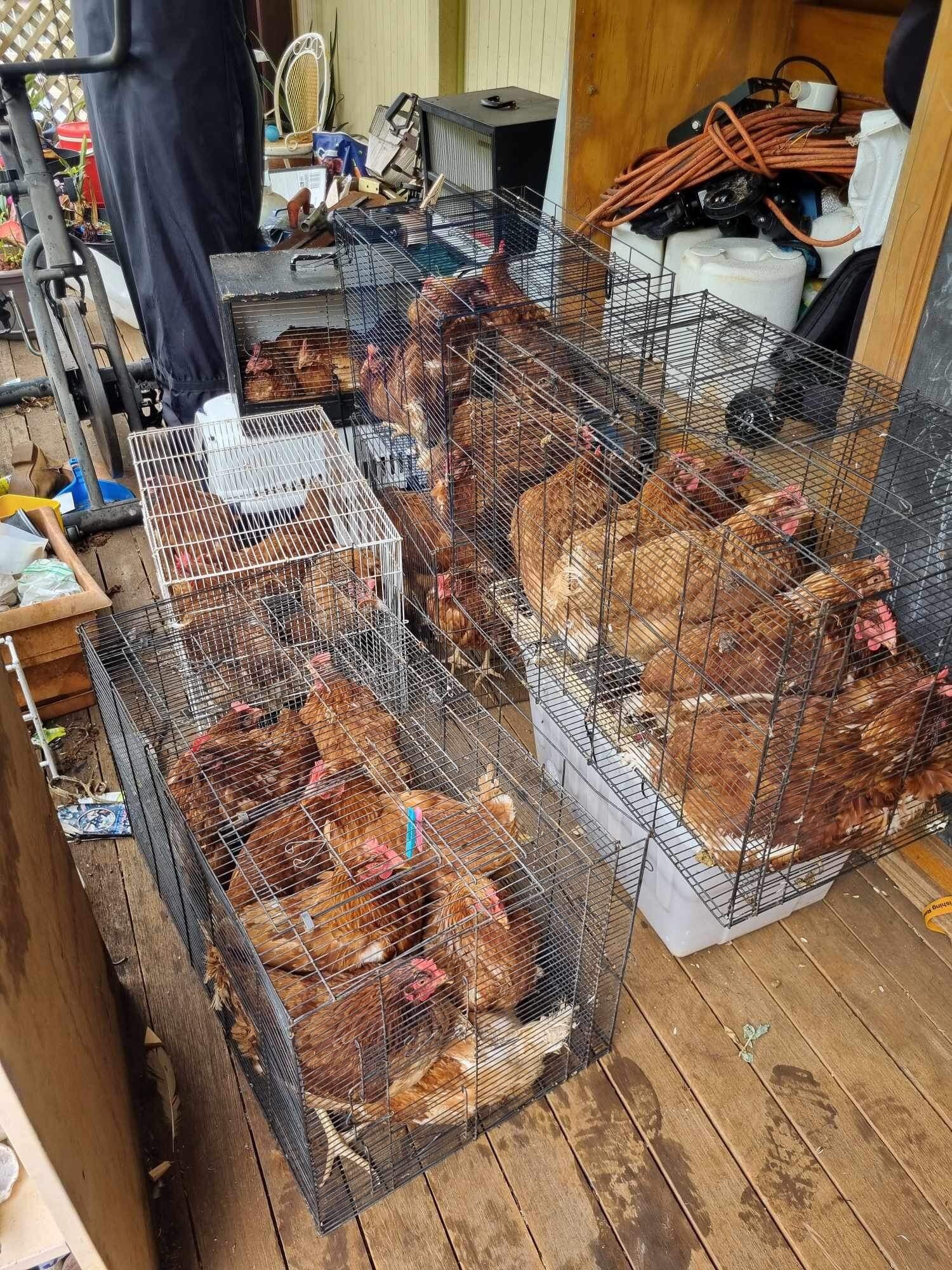 Thousands of chickens rehomed after being discovered at Toowoomba ...