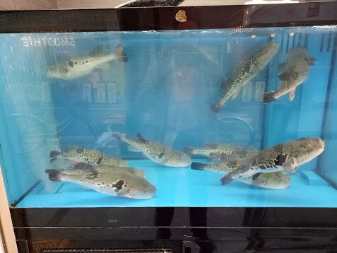 Dog Fish Dave in Japan part 2 and Fishvember - ABC listen