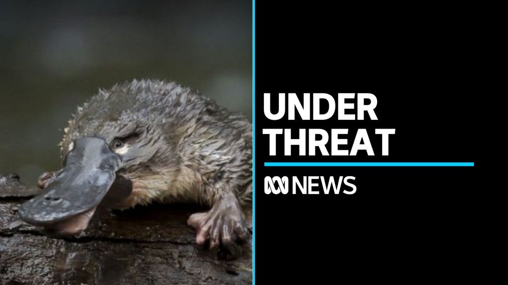Platypus populations under threat - ABC News