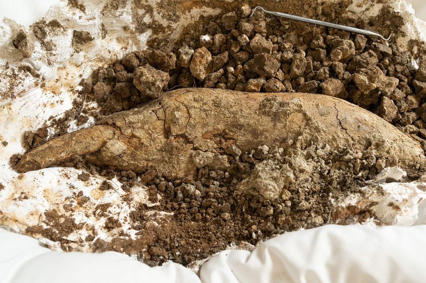 Diprotodon giant wombat fossil discovered in regional NSW, being ...