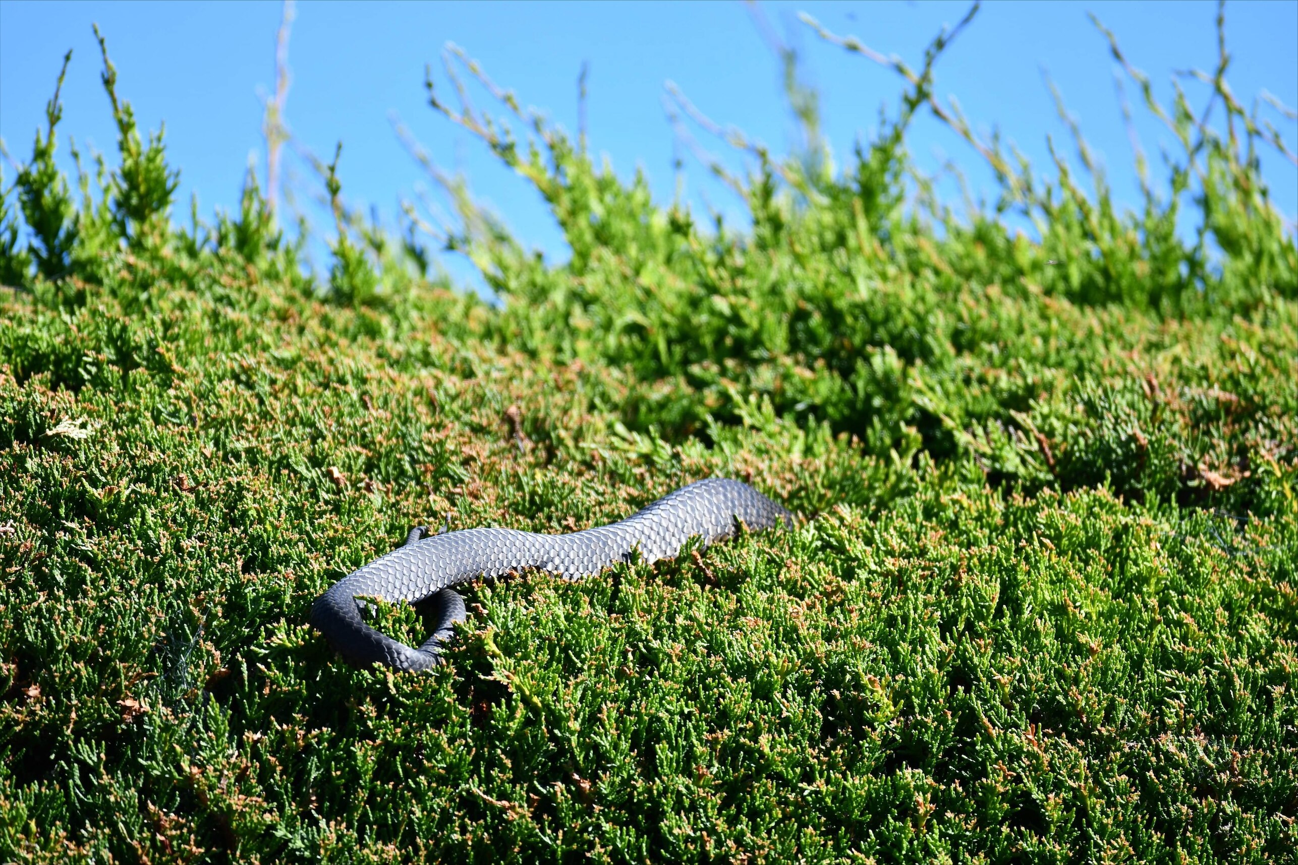 Warning as venomous snakes taking to trees in pursuit of baby birds ...