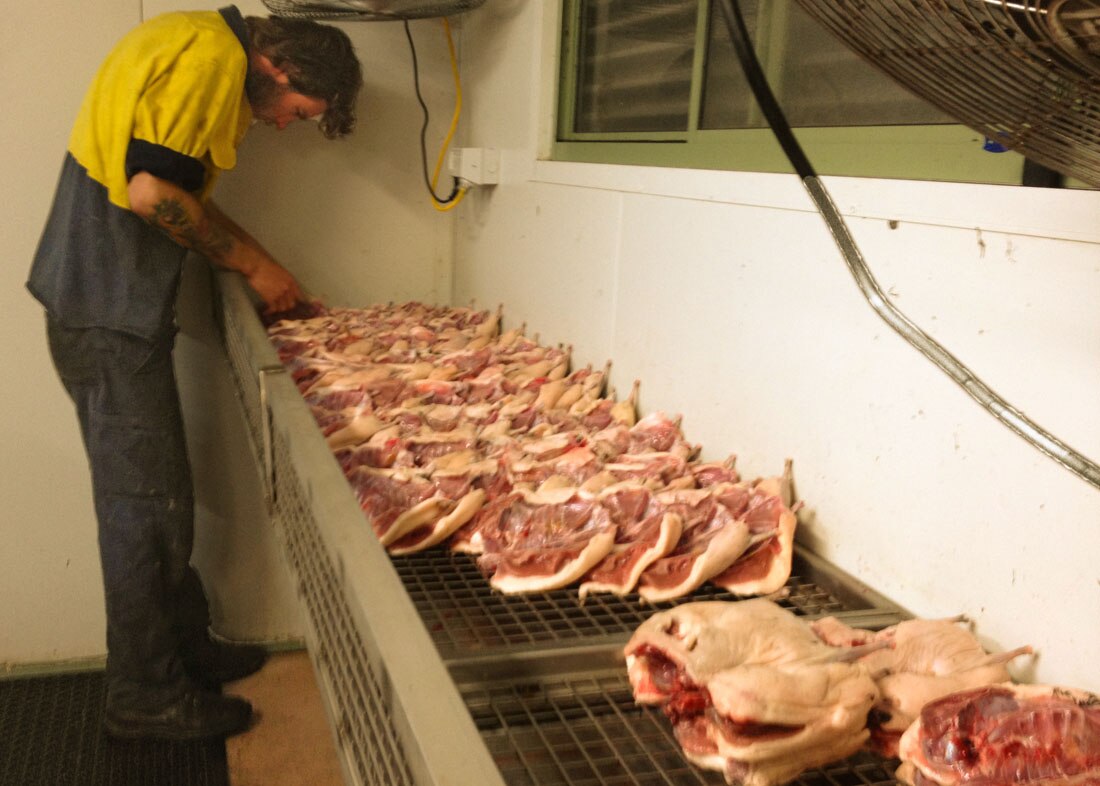 Babel Island muttonbird harvest affirms ancient food culture - ABC News