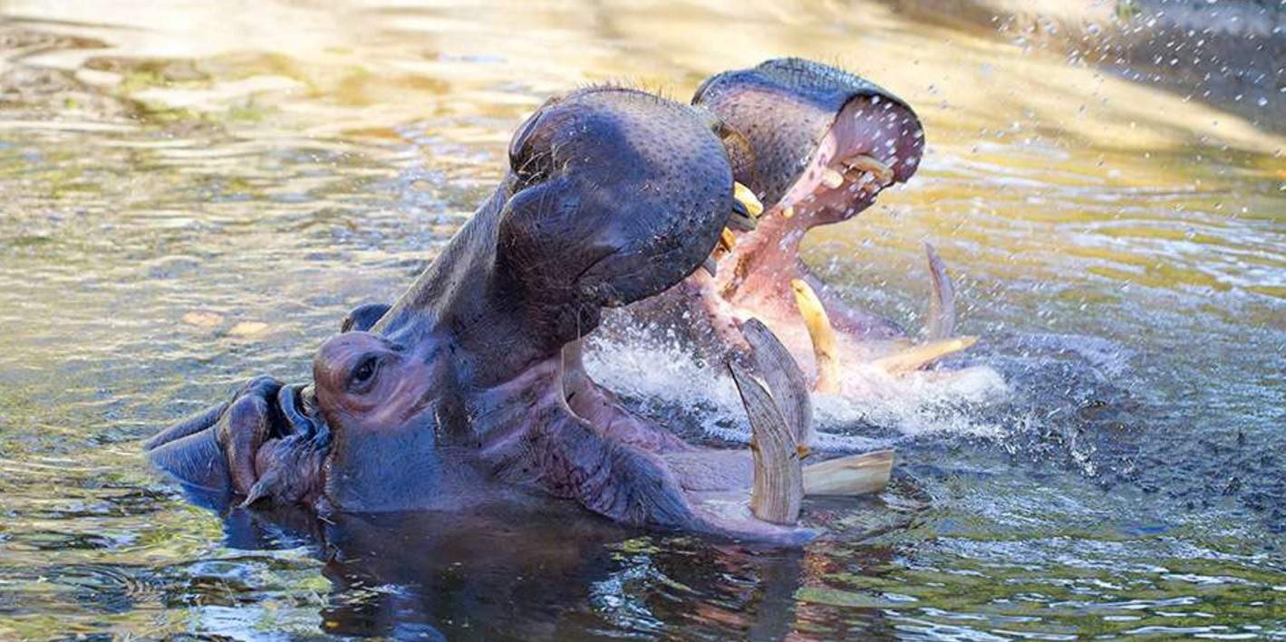 Australia's oldest and much-loved hippopotamus Brutus dies at Adelaide ...