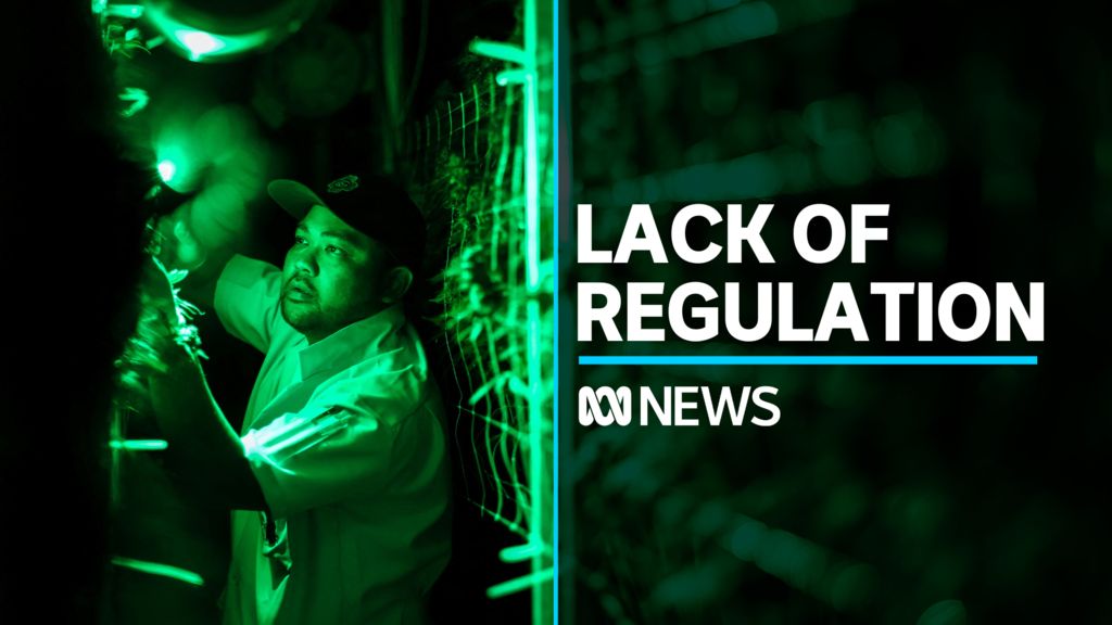 Thai cannabis producers struggling due to lack of regulations - ABC News