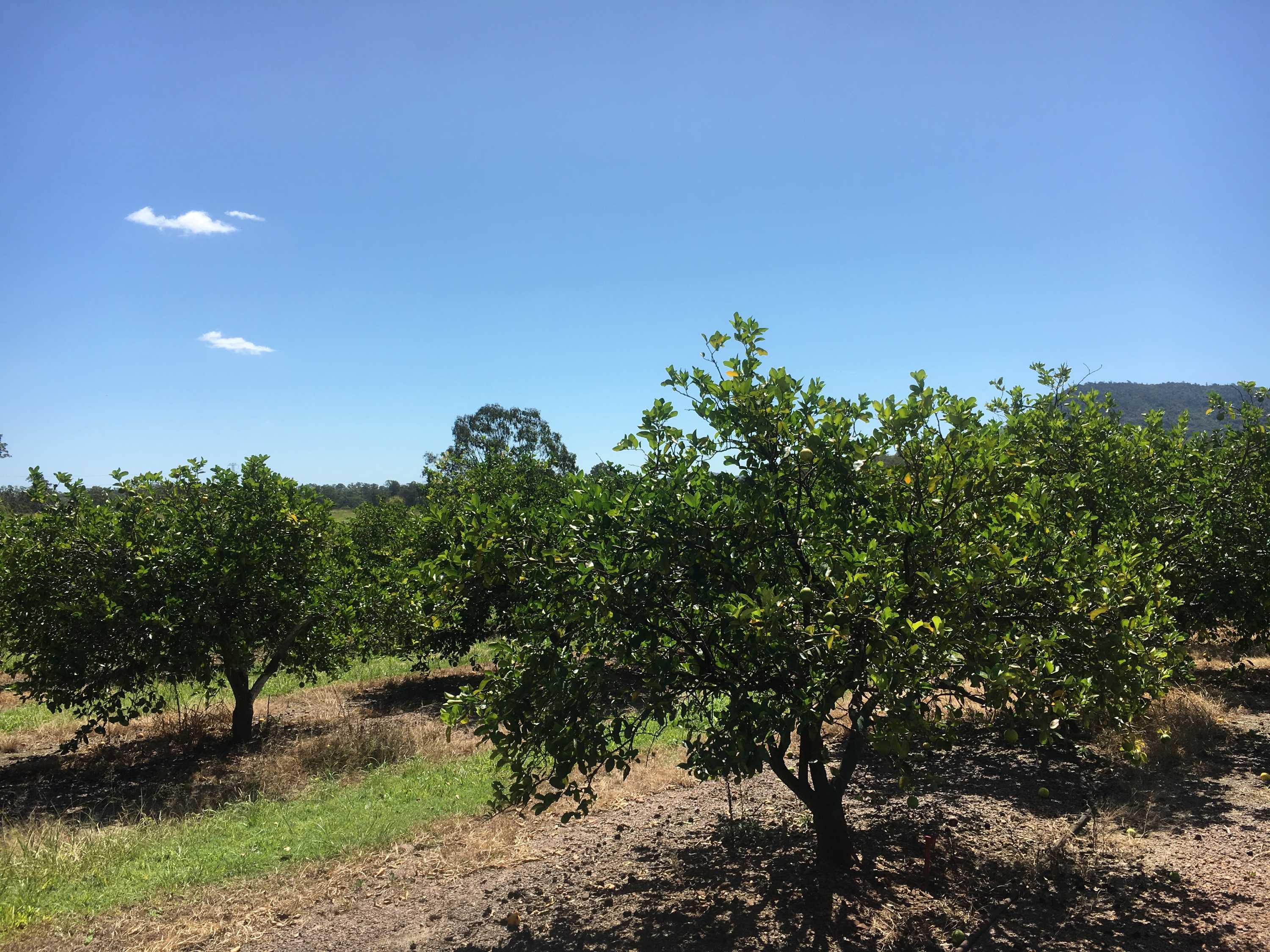 Taking the pith out of limes: one couple's clever solution to crop ...