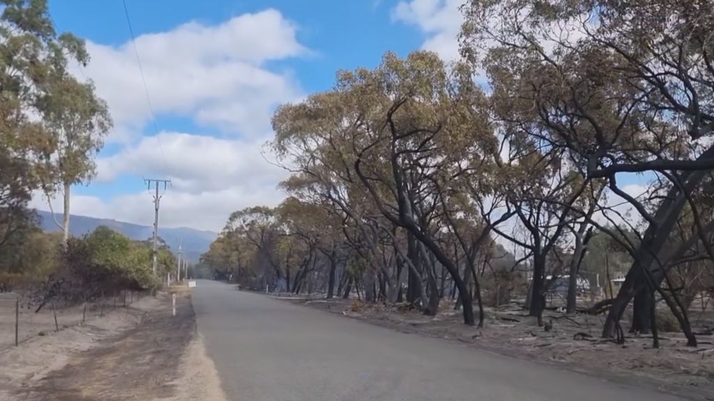 Burned trees on Wildflower Drive in Pomonal - ABC News