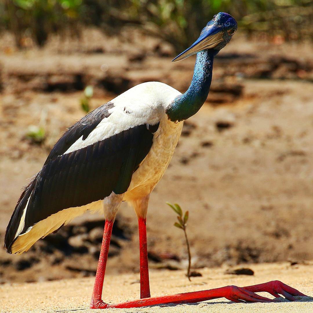 Exciting bird discovery in the Hunter - ABC listen