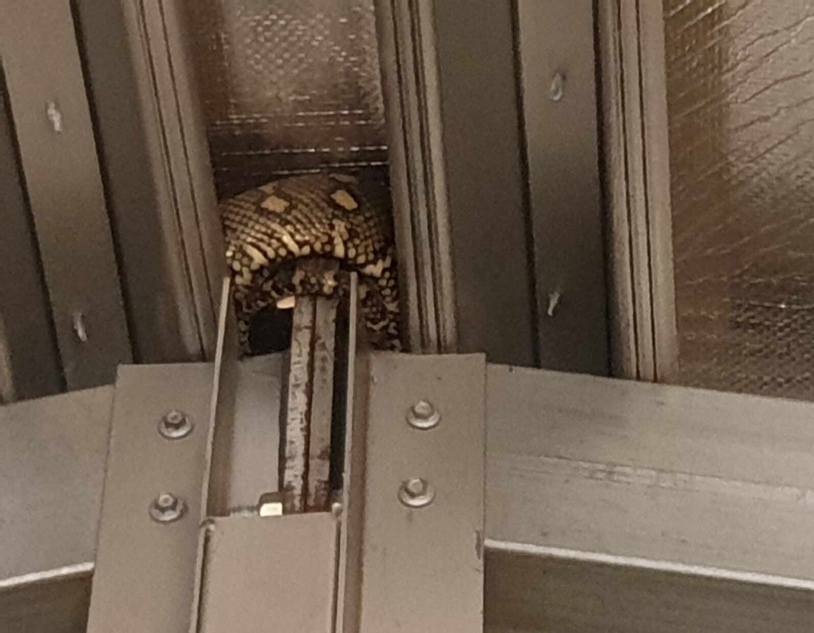 Carpet python discovered in Benalla thought to be dumped or escaped pet ...