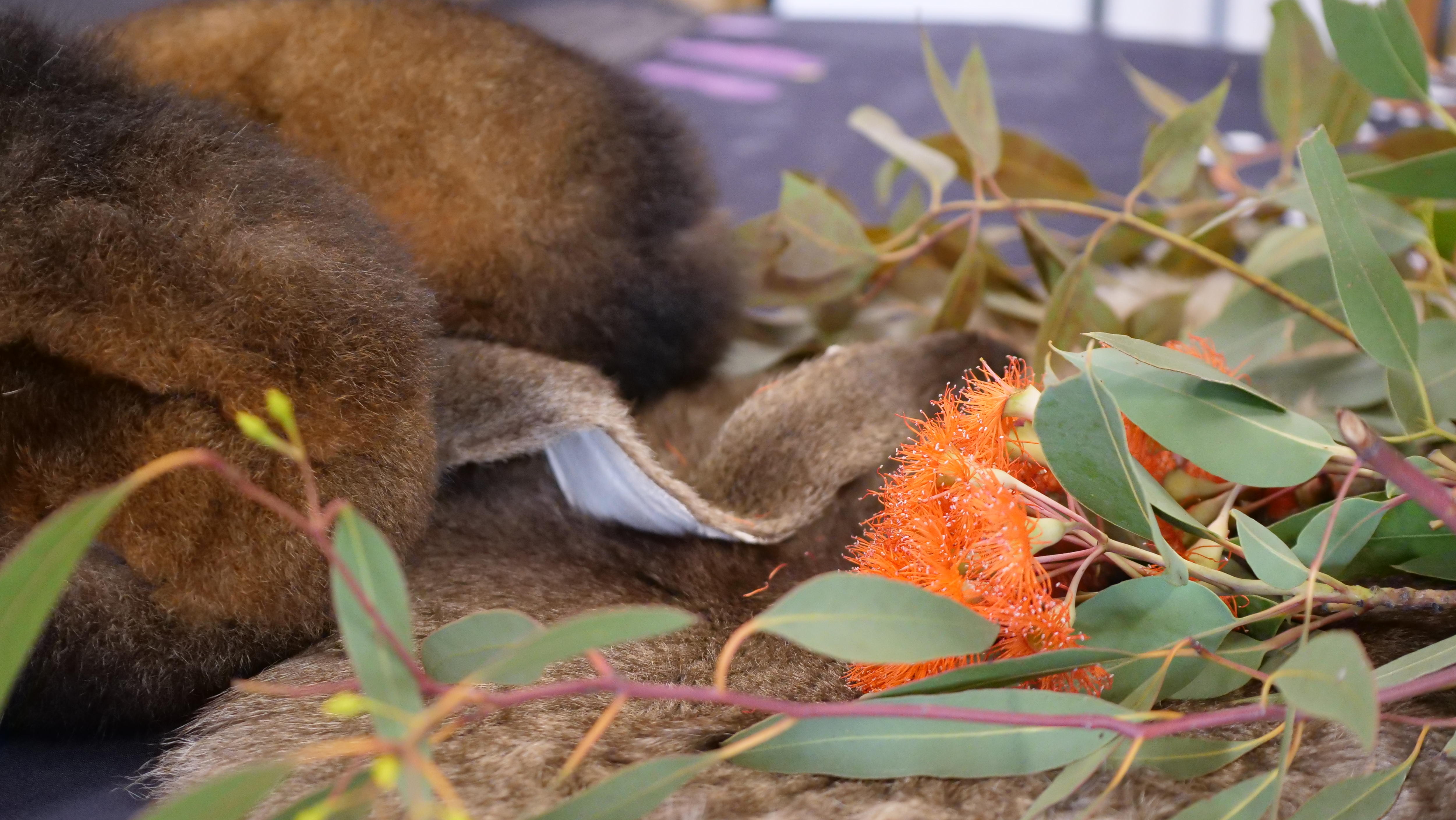 Aboriginal cooperative pioneers Yallum Yallum crime diversion program ...