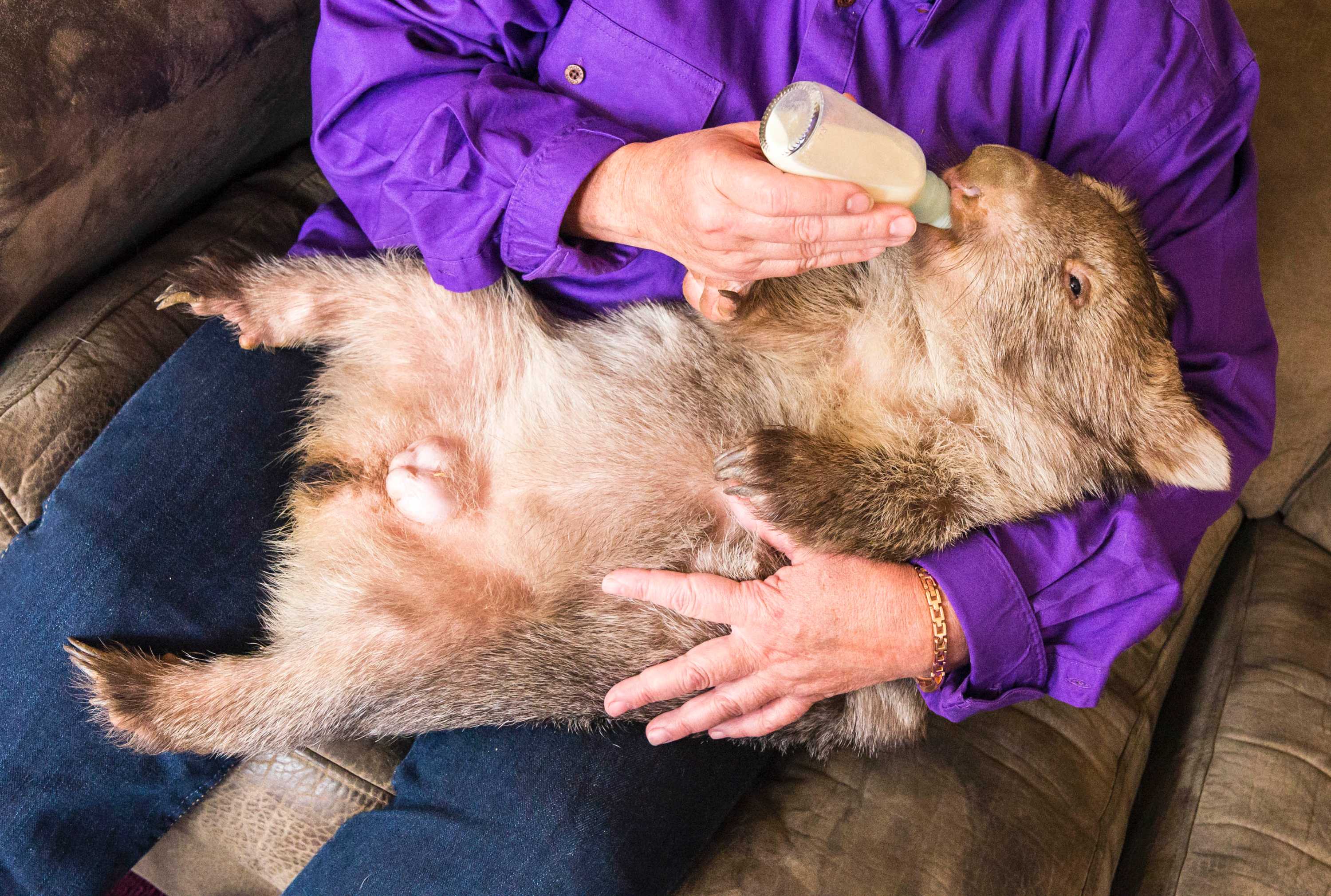 Carer gives wombats a second chance - ABC News