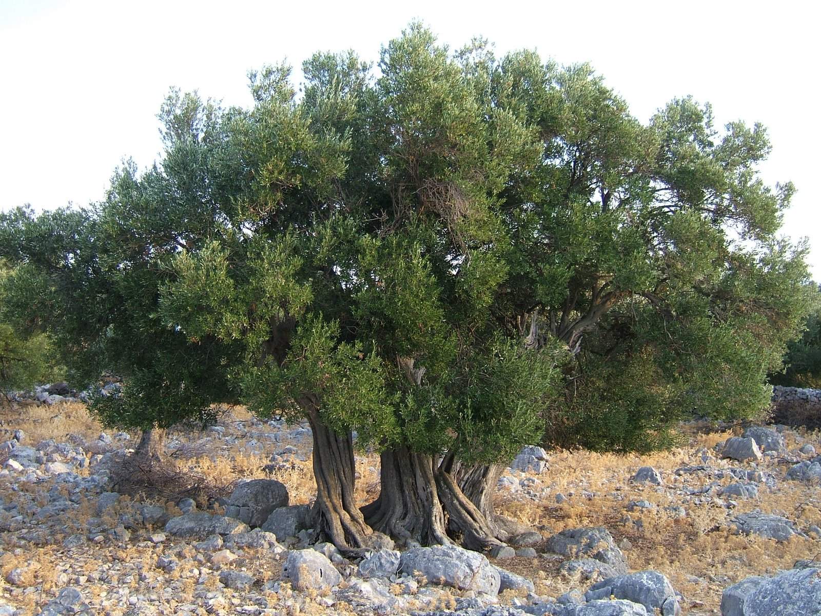 Are very long-lived trees immortal and what can they teach humans ...