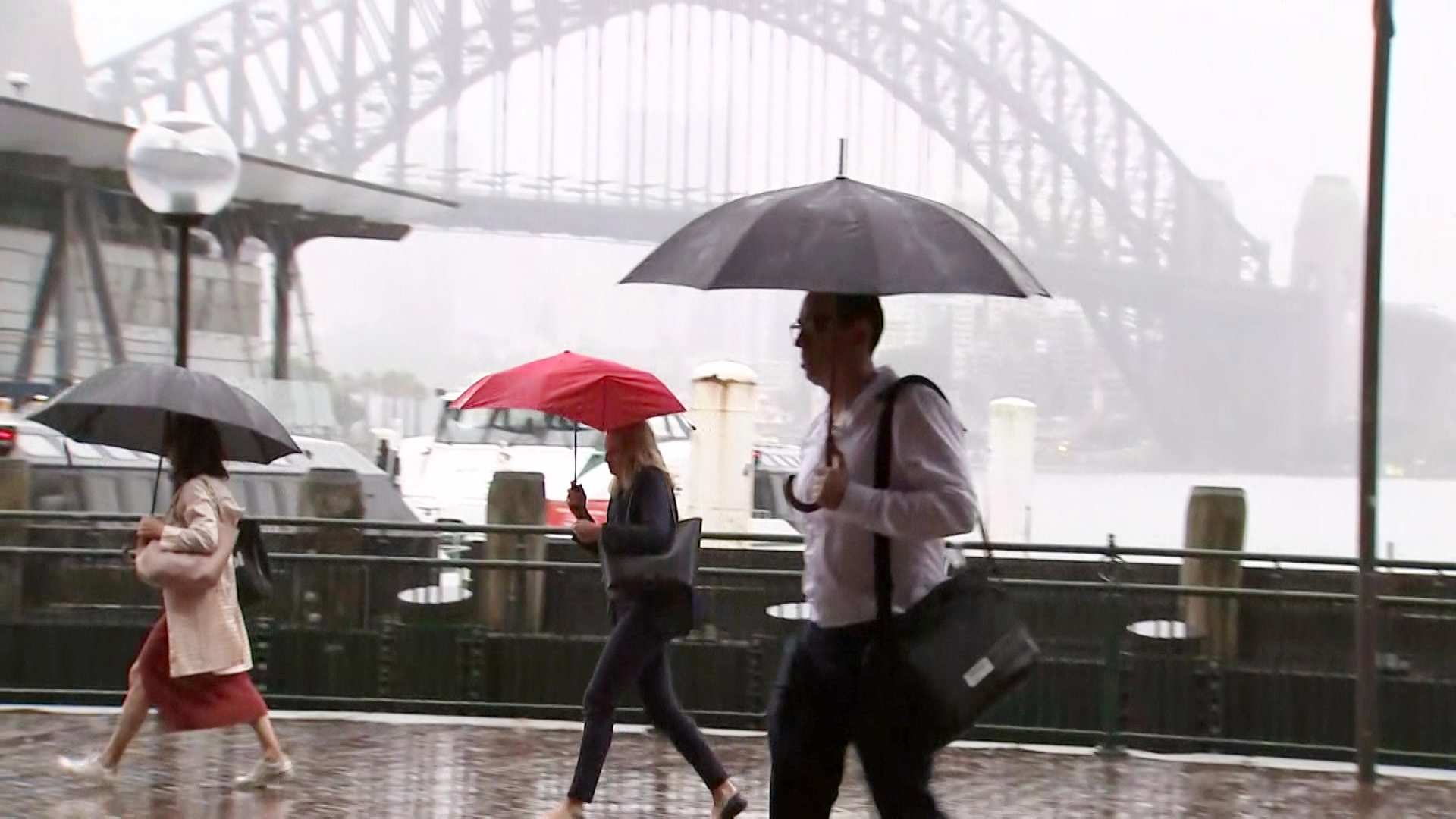 Scientist says parts of Sydney almost resembles rainforest after wet ...