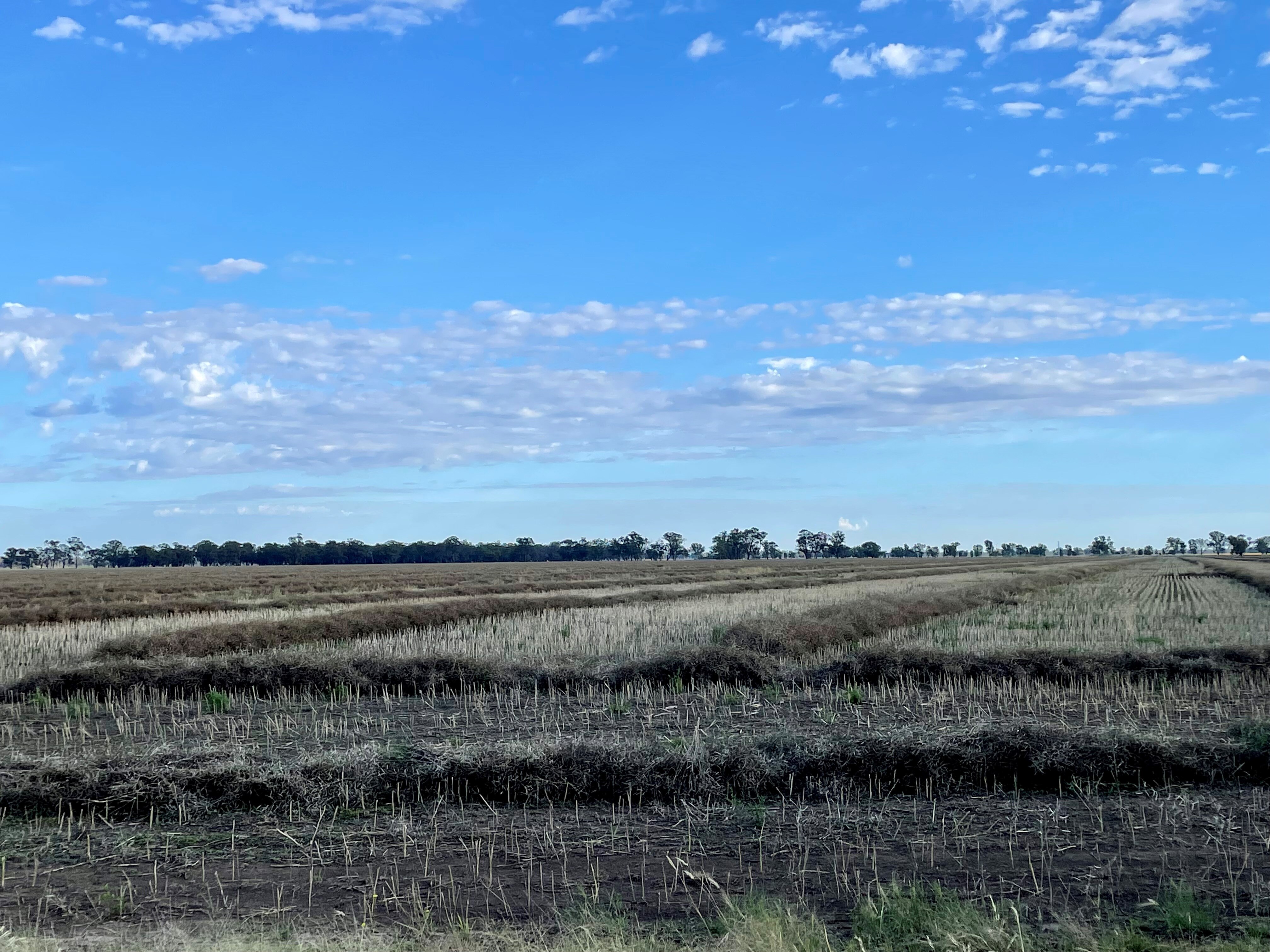 Riverina growers struggle to find a home for rain-impacted canola - ABC ...