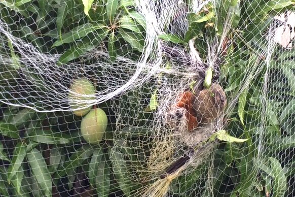 Watch a flying fox being rescued from a fruit tree net - ABC News